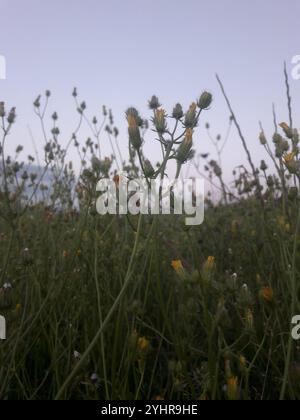 narrow-leaved hawksbeard (Crepis tectorum Stock Photo - Alamy