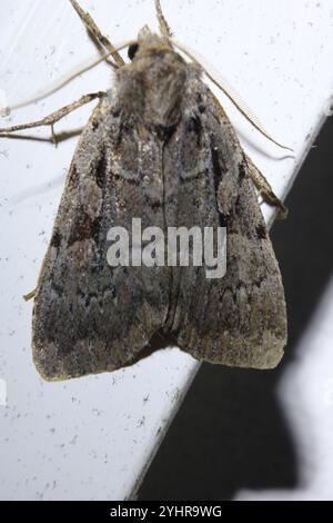 Northern Variable Dart (Xestia badicollis Stock Photo - Alamy