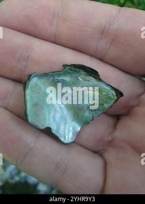 Western Ridged Mussel (Gonidea angulata Stock Photo - Alamy