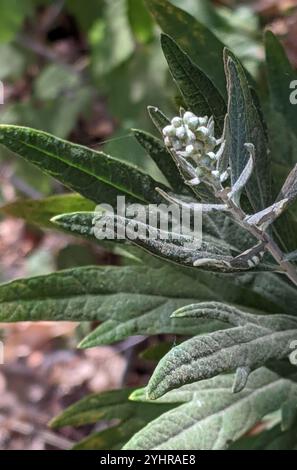 Dotted Blue (Euphilotes enoptes Stock Photo - Alamy