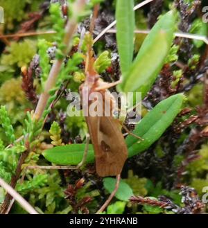 Diamond Northern Caddisfly (Limnephilus rhombicus Stock Photo - Alamy