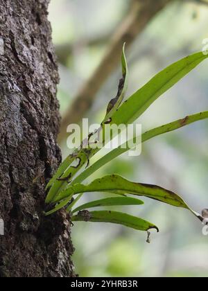 Elkhorn fern (Microsorum punctatum Stock Photo - Alamy