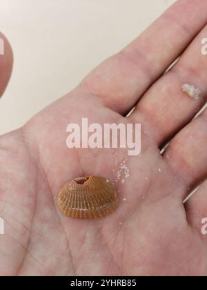 Transverse Ark (Anadara transversa Stock Photo - Alamy