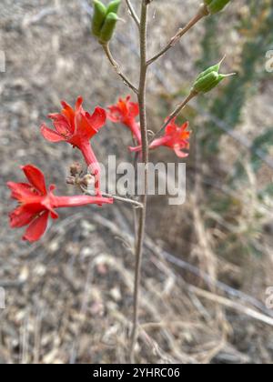Scarlet Larkspur (Delphinium cardinale Stock Photo - Alamy
