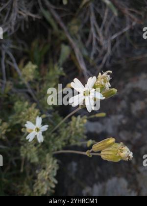 Douglas' Catchfly (Silene douglasii Stock Photo - Alamy