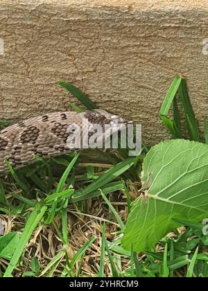 Snouted Night Adder (Causus defilippii Stock Photo - Alamy