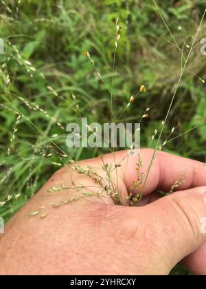 Kleingrass (Panicum coloratum Stock Photo - Alamy