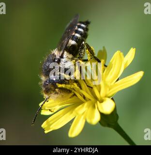 Grooved Sharp-tail Bee (Coelioxys conicus Stock Photo - Alamy
