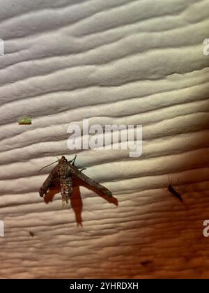 Dark Marathyssa Moth (Marathyssa inficita Stock Photo - Alamy