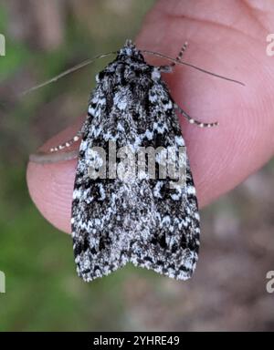 Mixta Xestia Moth (Xestia mixta Stock Photo - Alamy