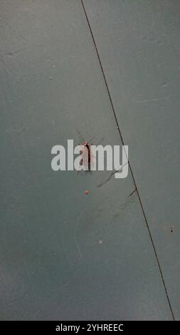 Forest Cockroach (Ectobius sylvestris Stock Photo - Alamy