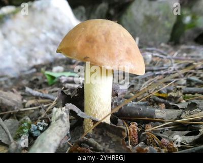 Smoothish-stemmed bolete (Hemileccinum subglabripes) Fungi Stock Photo ...