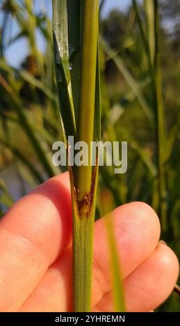 dark green bulrush (Scirpus atrovirens Stock Photo - Alamy