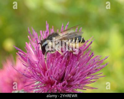 Unarmed Leafcutter Bee (Megachile inermis Stock Photo - Alamy