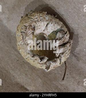 Pineapple Bolete (Boletellus ananas Stock Photo - Alamy
