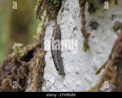Reticulate Taildropper (Prophysaon andersonii Stock Photo - Alamy