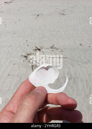 Channeled Duck Clam (Raeta plicatella), Mollusca, Ocean Isle Beach, NC ...