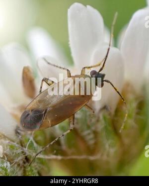 Common Nettle Flower Bug (Plagiognathus arbustorum Stock Photo - Alamy