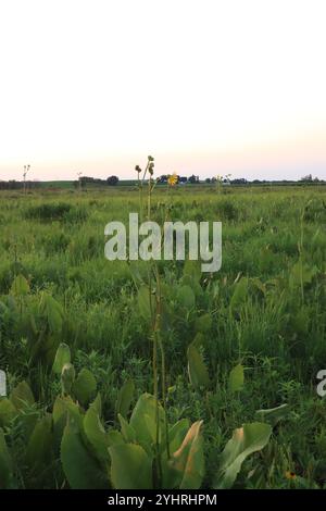 prairie dock (Silphium terebinthinaceum Stock Photo - Alamy