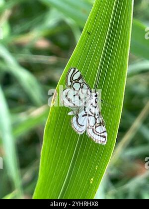 Beautiful China-mark (Nymphula nitidulata Stock Photo - Alamy