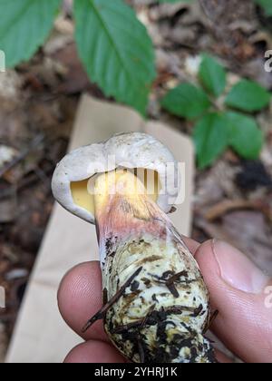 Curry Bolete (Boletus sensibilis Stock Photo - Alamy