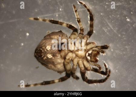 Pointillist Neoscona (Neoscona punctigera Stock Photo - Alamy