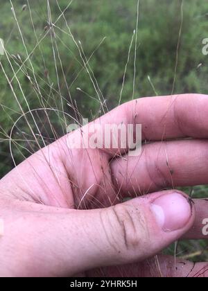 Fall Witchgrass (Digitaria cognata Stock Photo - Alamy