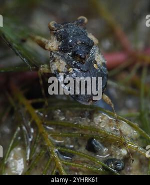 Big-eyed Toad Bug (Gelastocoris oculatus Stock Photo - Alamy