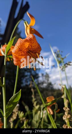 shasta lily (Lilium pardalinum shastense Stock Photo - Alamy