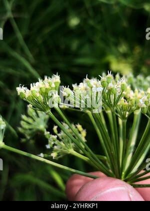 Gray's Lovage (Ligusticum grayi Stock Photo - Alamy