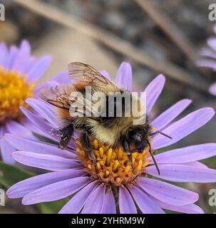 Forest Bumble Bee (Bombus sylvicola) Insecta Stock Photo - Alamy
