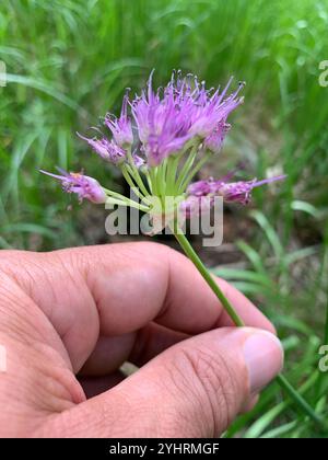 Swamp Onion (Allium validum Stock Photo - Alamy