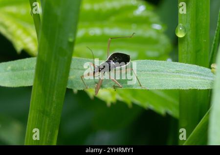 Black Damsel Bug (Nabis subcoleoptratus), Insecta, Val Marie, SK S0N ...