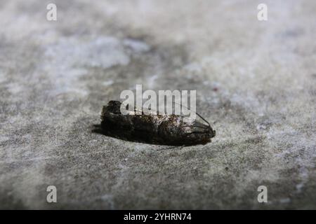 Cherry Fruitworm Moth (Aspila packardi Stock Photo - Alamy