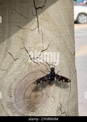 Tiger Bee Fly (Xenox tigrinus Stock Photo - Alamy