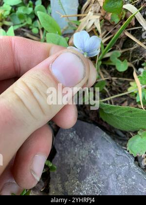 Small-flower Anemone (Anemone parviflora Stock Photo - Alamy