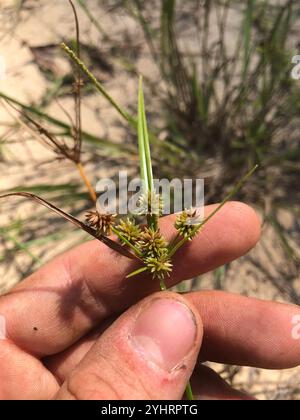 Pinebarren Flatsedge (Cyperus retrorsus Stock Photo - Alamy