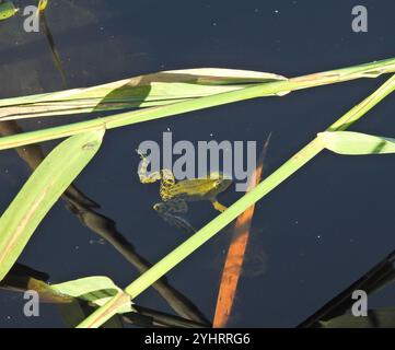 Pool frog complex and its kleptons (Pelophylax lessonae) Amphibia Stock ...