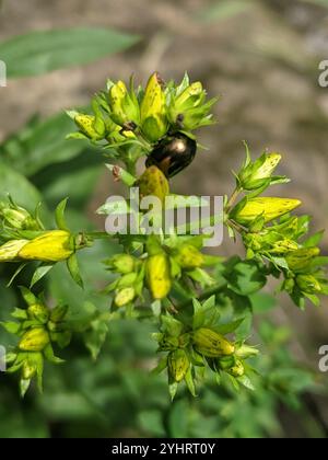 Saint John's Wort Beetle (Chrysolina hyperici) Insecta Stock Photo - Alamy