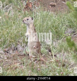 Belding's Ground Squirrel (Urocitellus beldingi Stock Photo - Alamy