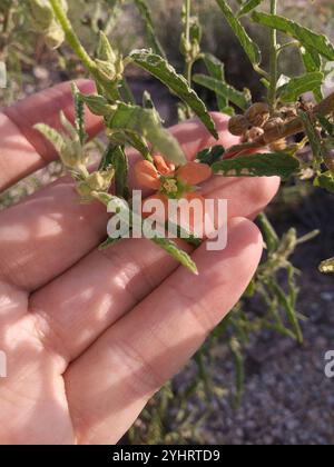 narrowleaf globemallow (Sphaeralcea angustifolia Stock Photo - Alamy