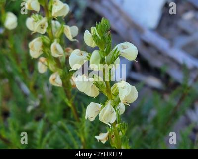 curved-beak lousewort (Pedicularis contorta Stock Photo - Alamy