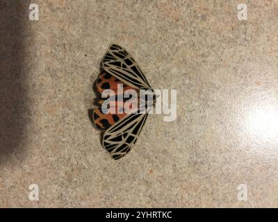 Virgin Tiger Moth, Apantesis virgo (formerly Grammia virgo), pinned ...
