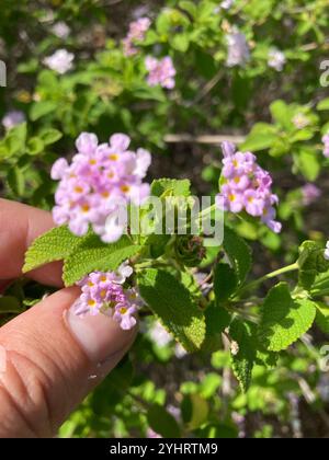 Button Sage (Lantana involucrata Stock Photo - Alamy