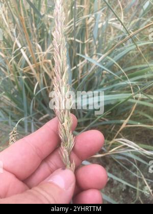 Great Basin Wildrye (Leymus cinereus Stock Photo - Alamy