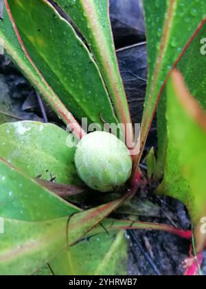 Common Ground Sugarbush (Protea acaulos Stock Photo - Alamy