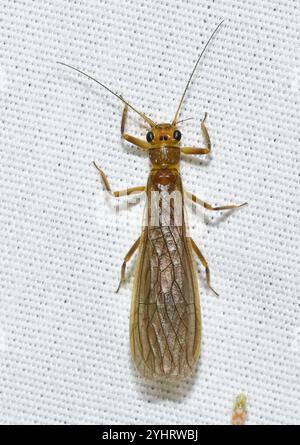 Tropical Stoneflies (Neoperla Stock Photo - Alamy