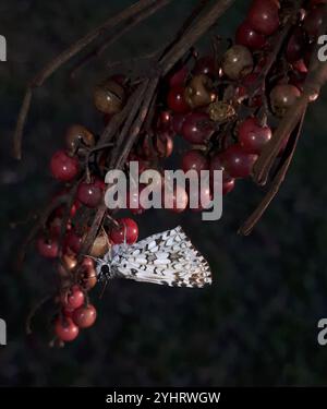 New World Checkered-Skippers (Burnsius Stock Photo - Alamy