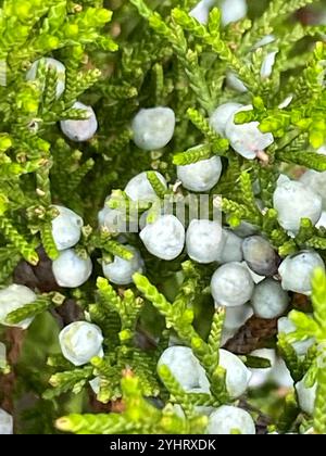 Southern Redcedar (Juniperus virginiana silicicola Stock Photo - Alamy