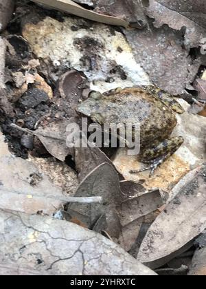 Rio Grande Chirping Frog (Eleutherodactylus campi Stock Photo - Alamy